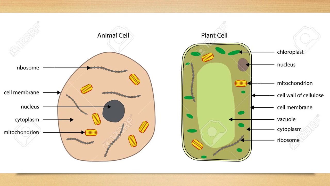 Lecture 3 chapter 2 cell class 6th biology - YouTube