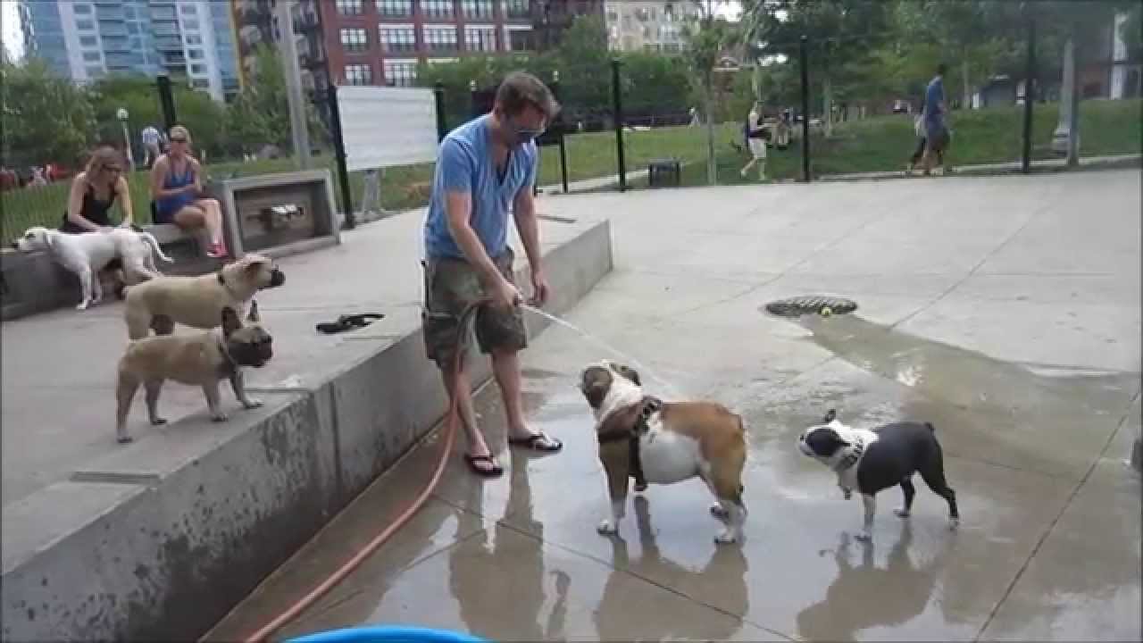 Rudy, The Boston Terrier, Completes Spring Training - YouTube