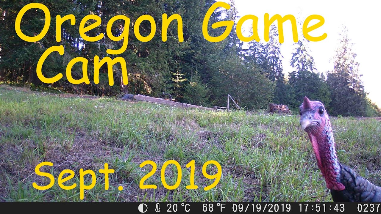 Oregon Trail Cam for September 2019 (Campark T45) - YouTube