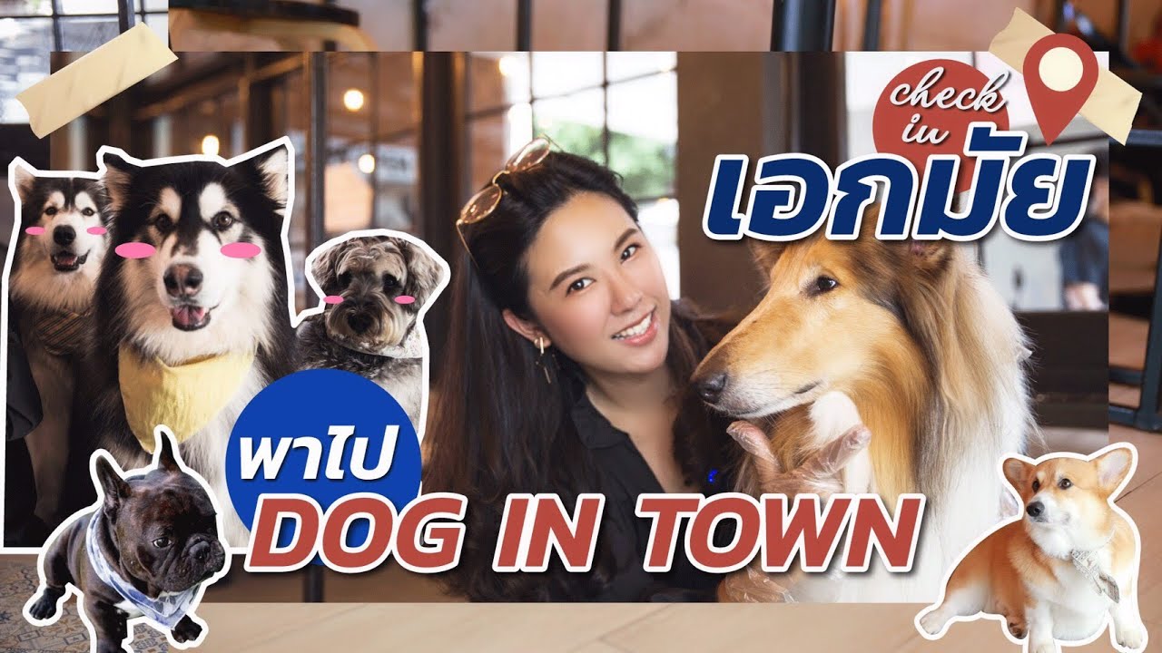 Dog in Town คาเฟ่หมาย่านเอกมัย | NewbLifestyle EP.29 - YouTube