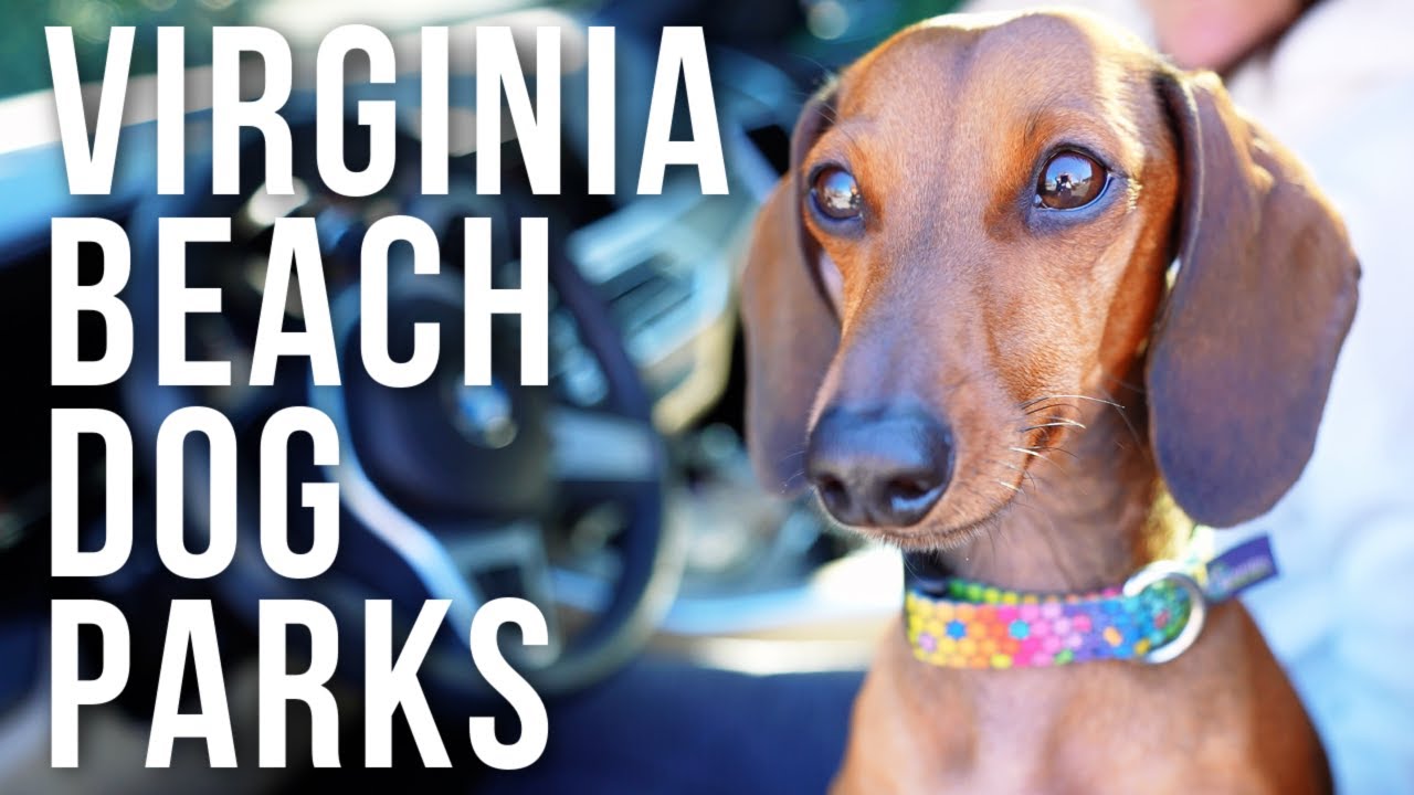 The 5 Best Dog Parks in Virginia Beach! - YouTube
