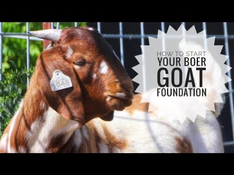 BREEDING BOER GOATS / SETTING A BREEDING FOUNDATION - YouTube