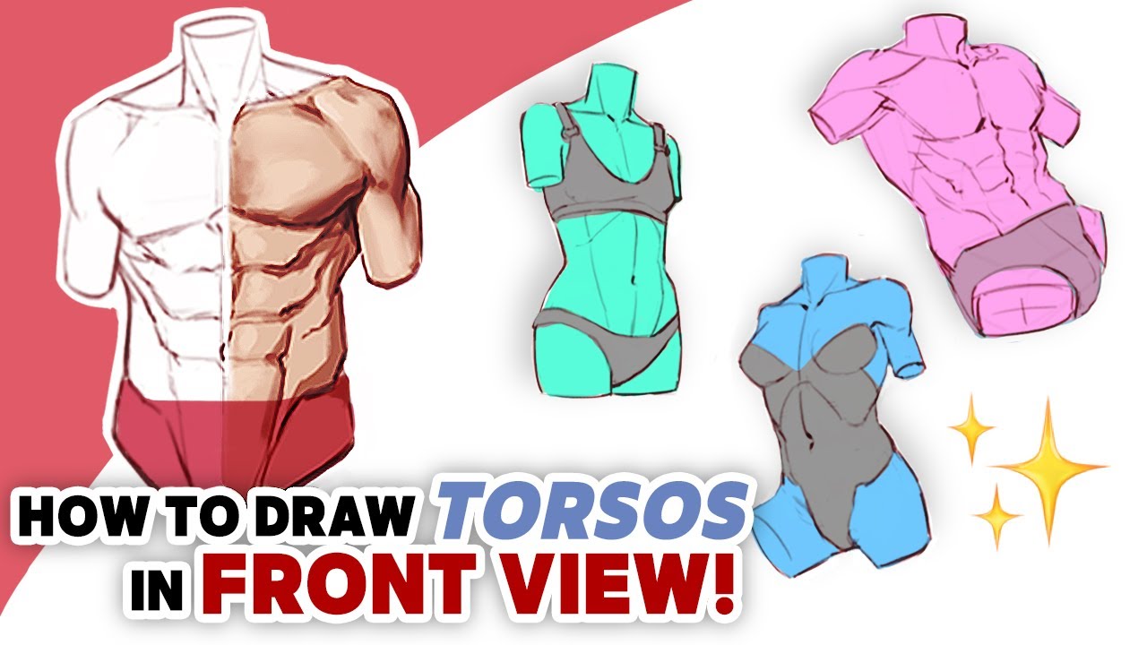 Anatomy Quick Tips: Torsos in Front View! [Character Design Bootcamp - Day 8] - YouTube