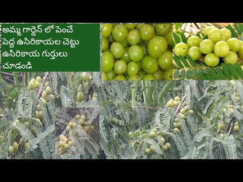 Indian Gooseberry Tree/Usirikaya Chettu/Amla Plant/Lakshmi Telugu ...