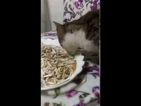 Çekirdek yiyen kedi :)