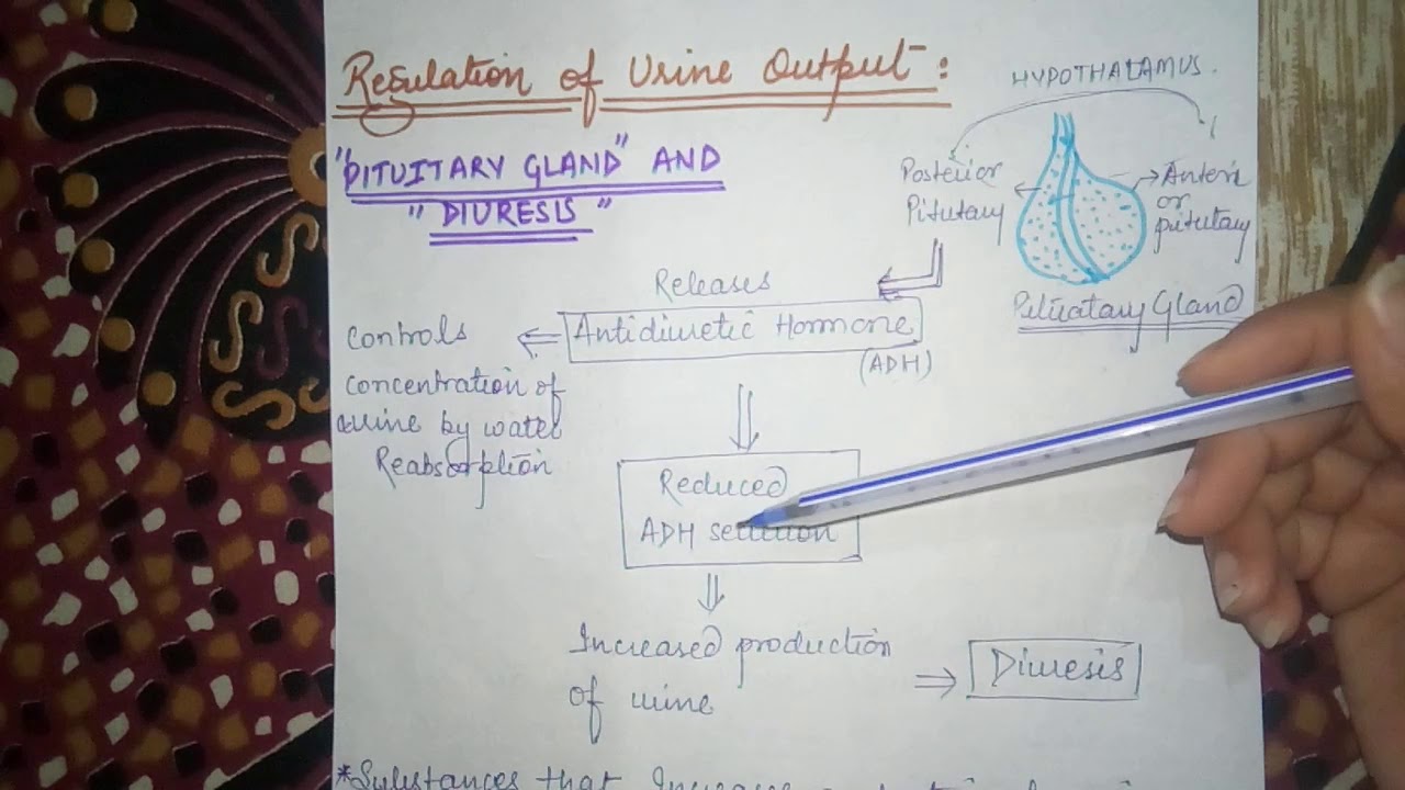 REGULATION OF URINE OUTPUT - YouTube