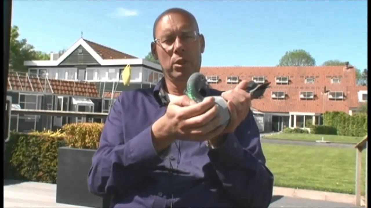 Evert Jan Eijerkamp presents 4 Heremans top pigeons - YouTube