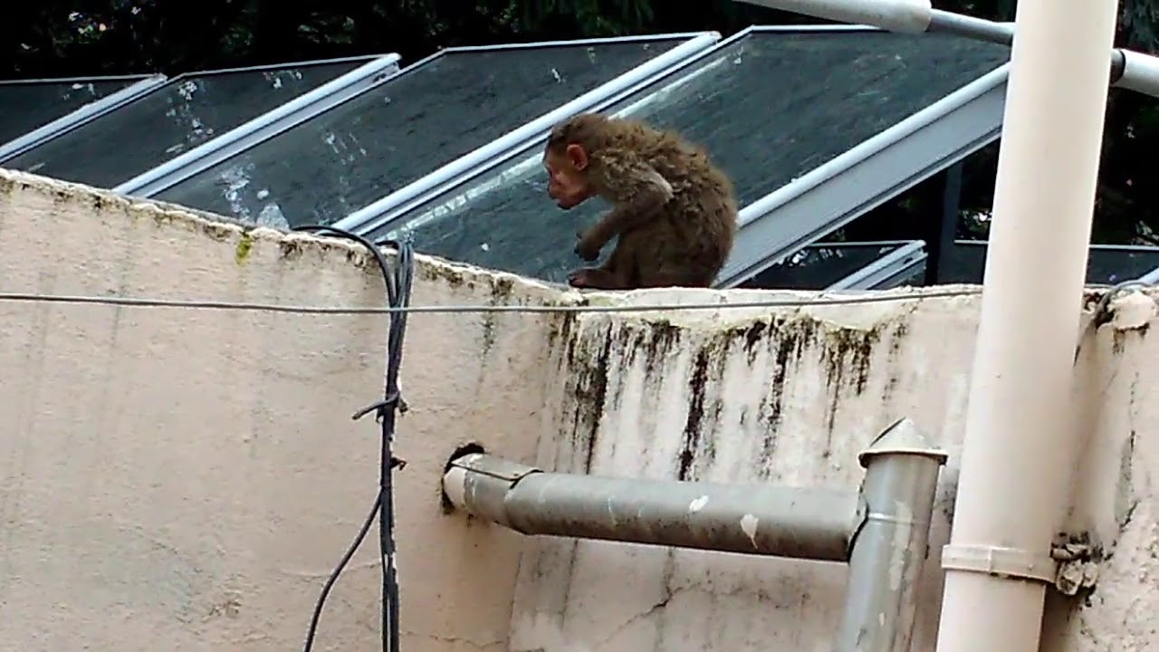 Sick monkey crying! They too have pain! Caught on camera! - YouTube