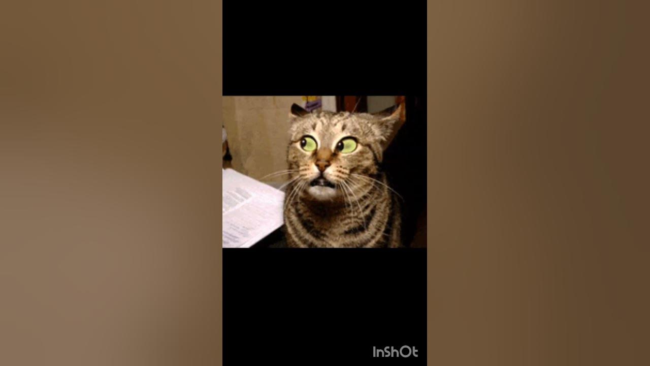 🔥top Funny Cat Video Youtube