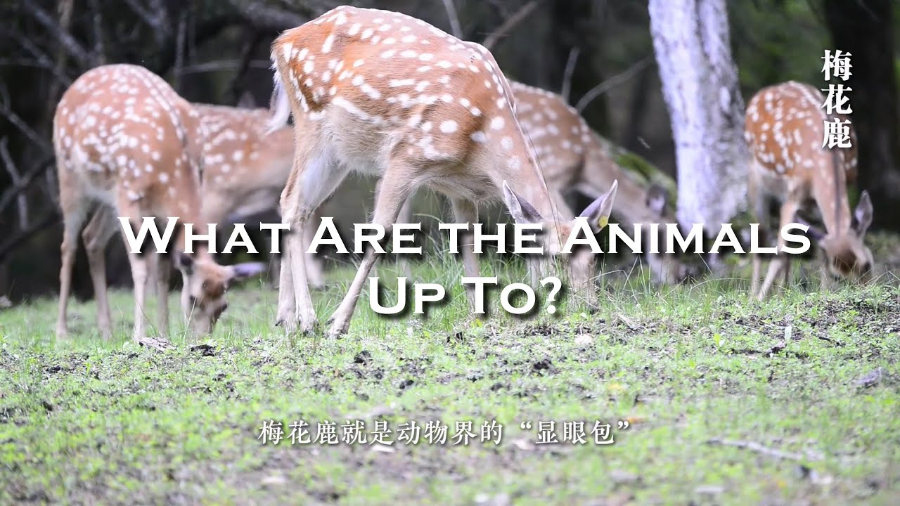 Animals in Jilin - YouTube