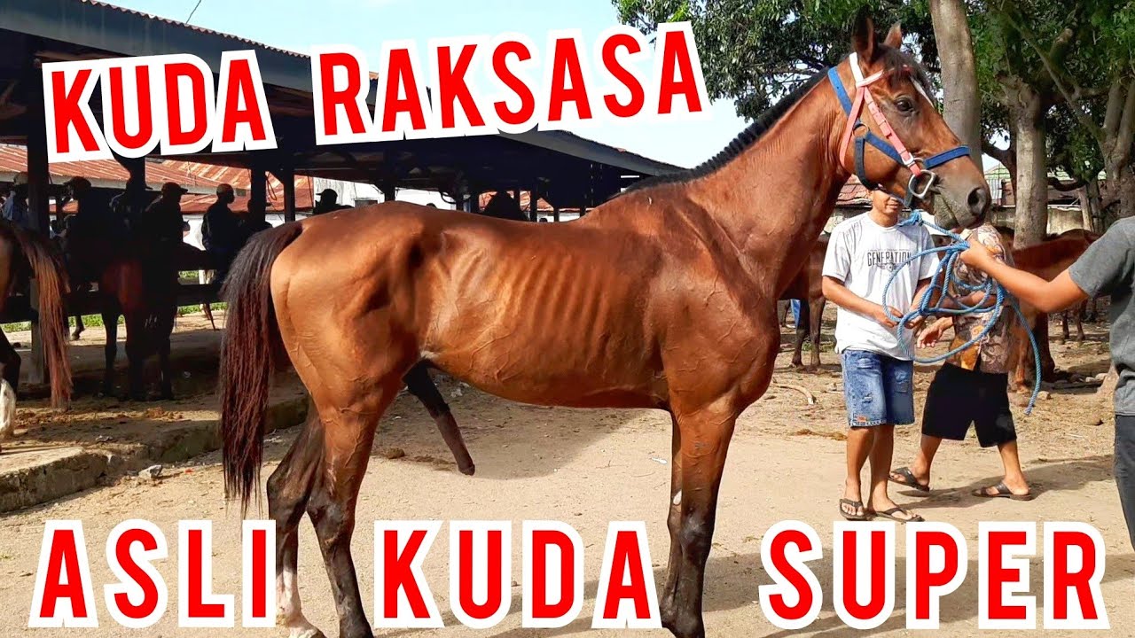 REVIEW KUDA RAKSASA LAGI NIH DI PASAR KUDA JENEPONTO | PASAR KUDA PART ...