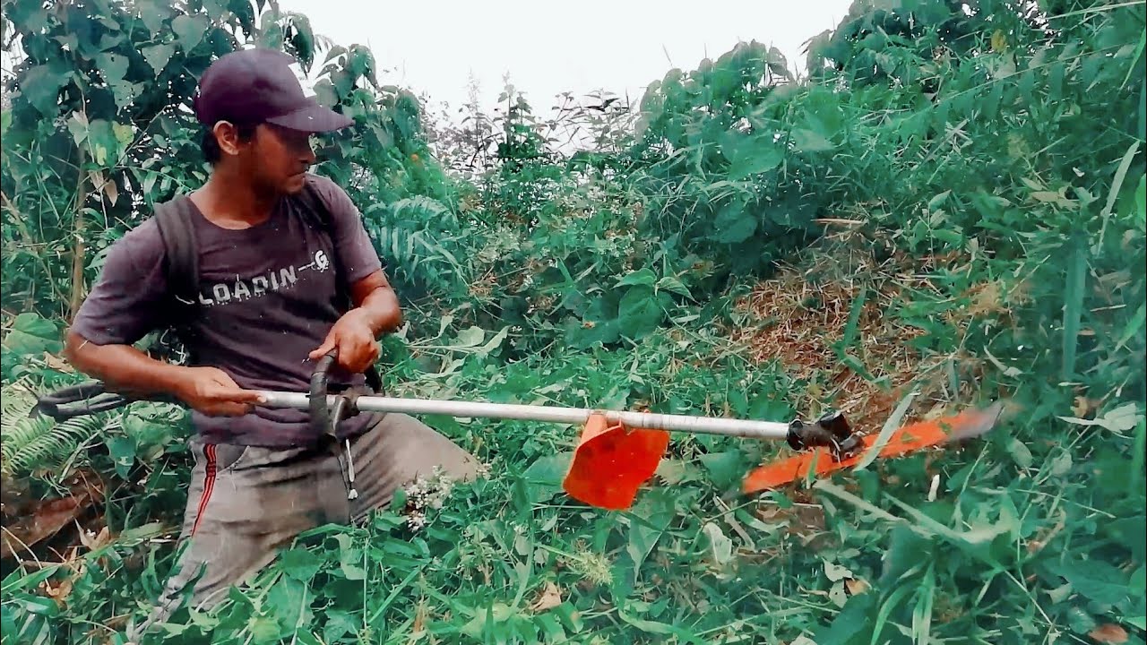 untuk para pemotong rumput menggunakan mesin!!!berhati-hatilah saat ...