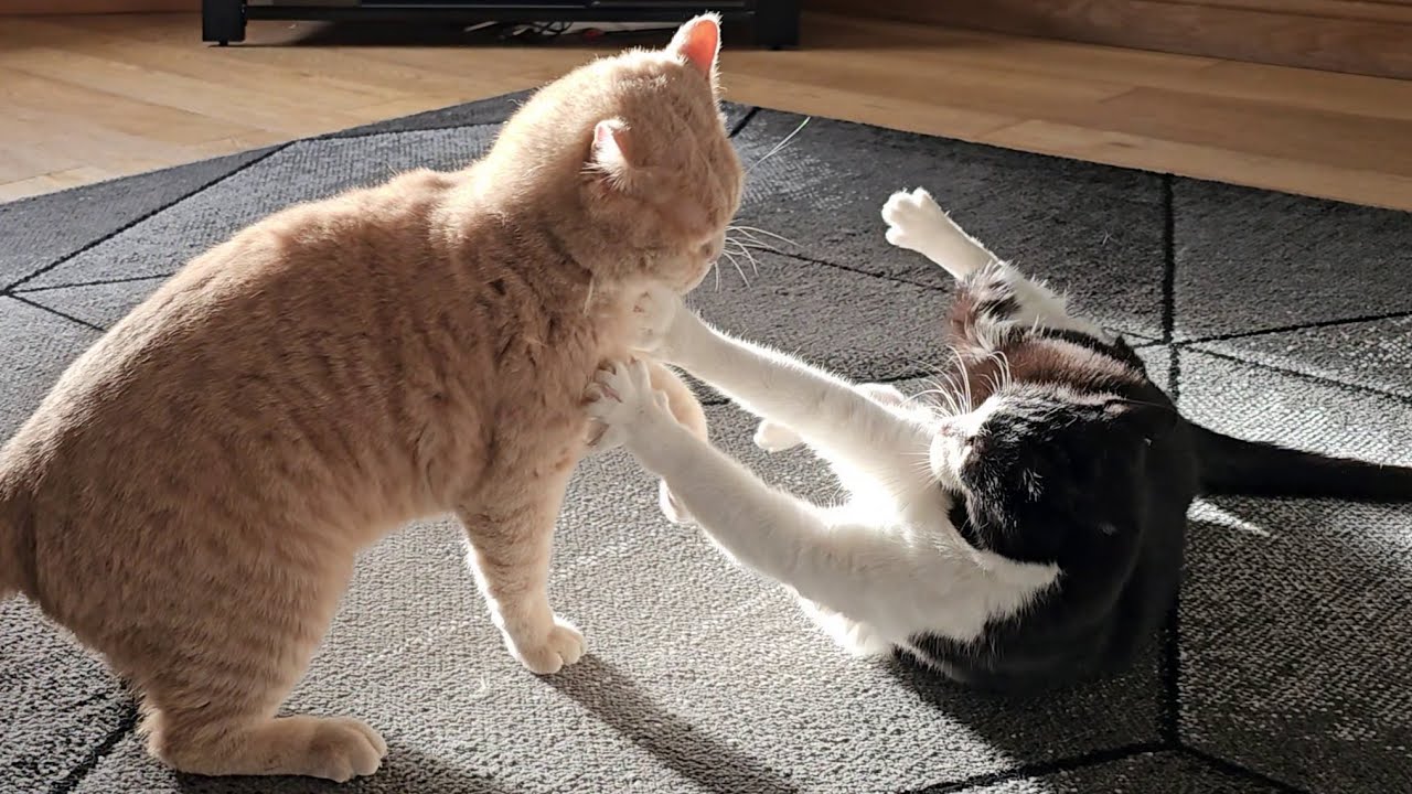 Cat Meowing At Other Cat After Fighting - YouTube