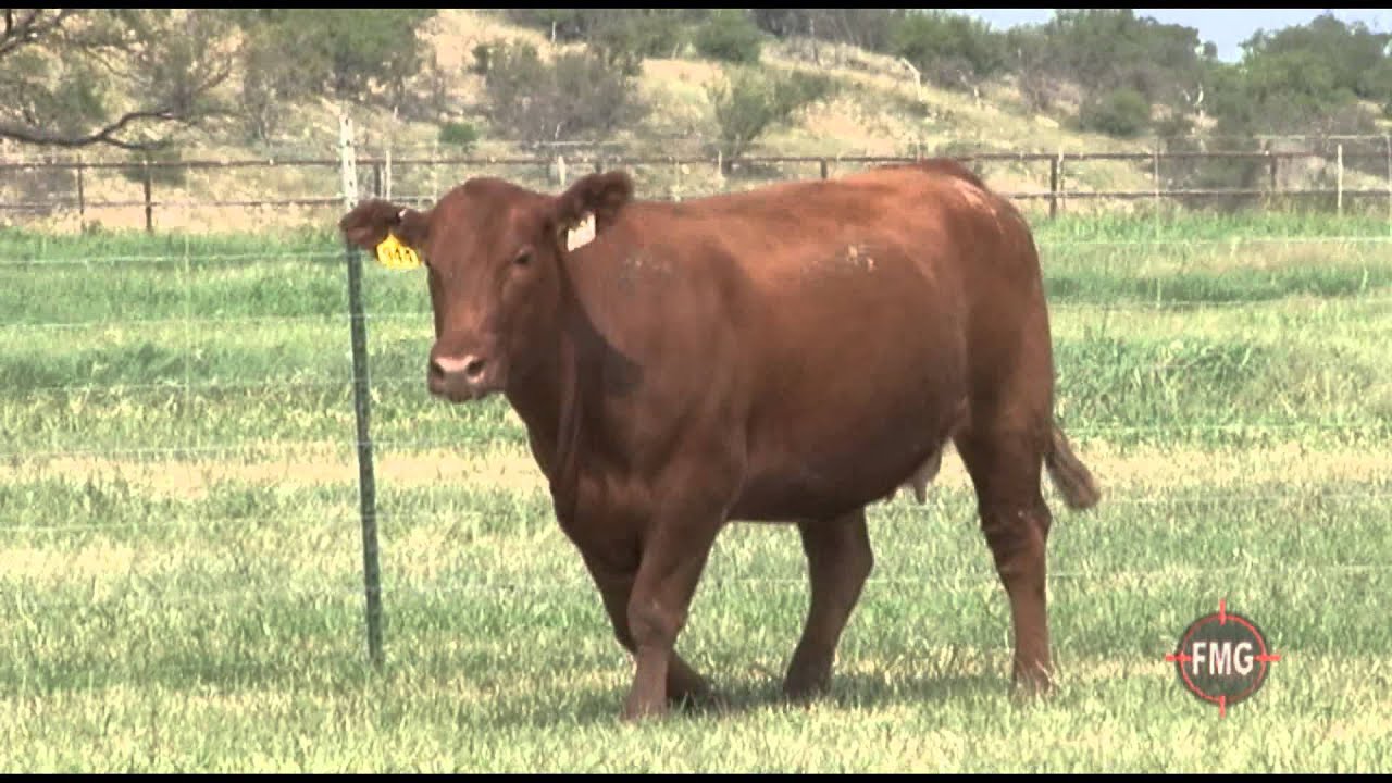 LOT 944 RA Brown Ranch - YouTube