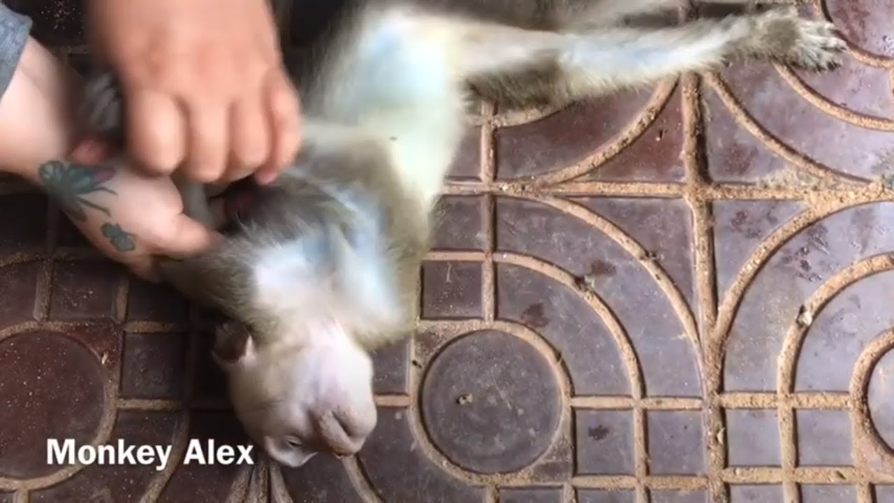 OMG Baby Monkey Alex What Happen - YouTube