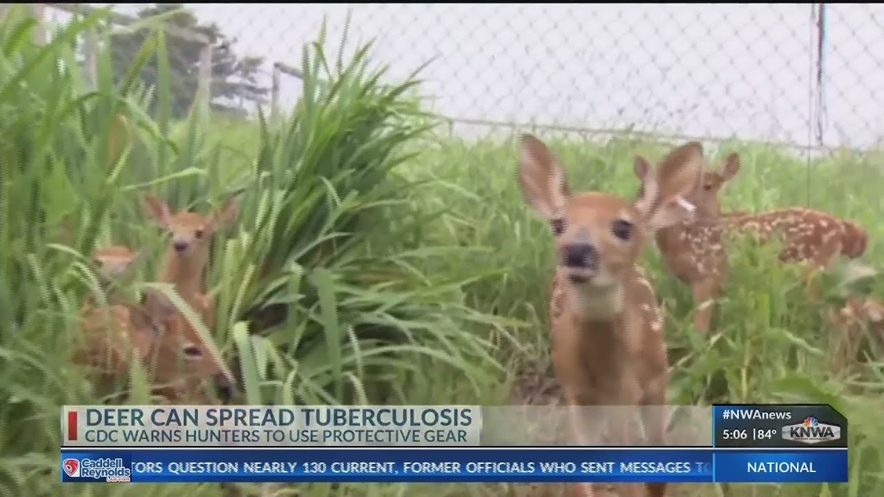 CDC: Deer with TB can transmit bacteria to humans KNWA - YouTube