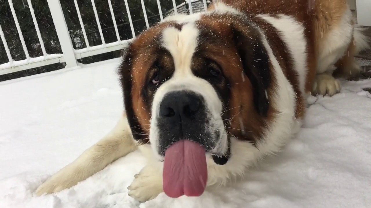BMO (Beemo) St. Bernard Enjoys Eating Snow As Much As Most People Enjoy ...