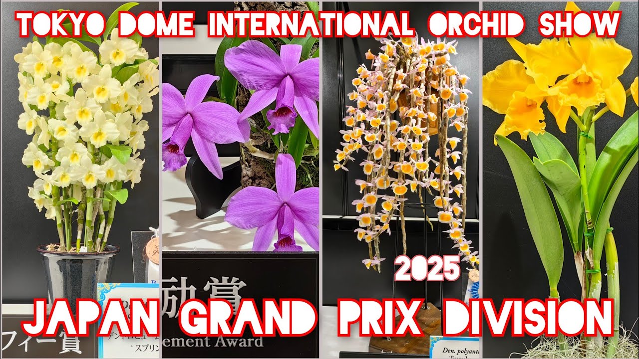 JAPAN 🏆 GRAND PRIX DIVISION AWARDED CYMBIDIUM DENDROBIUM CATTLEYA ...