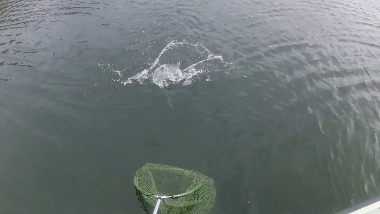 Rutland water trout fishing highlights 17/3/2020 - YouTube