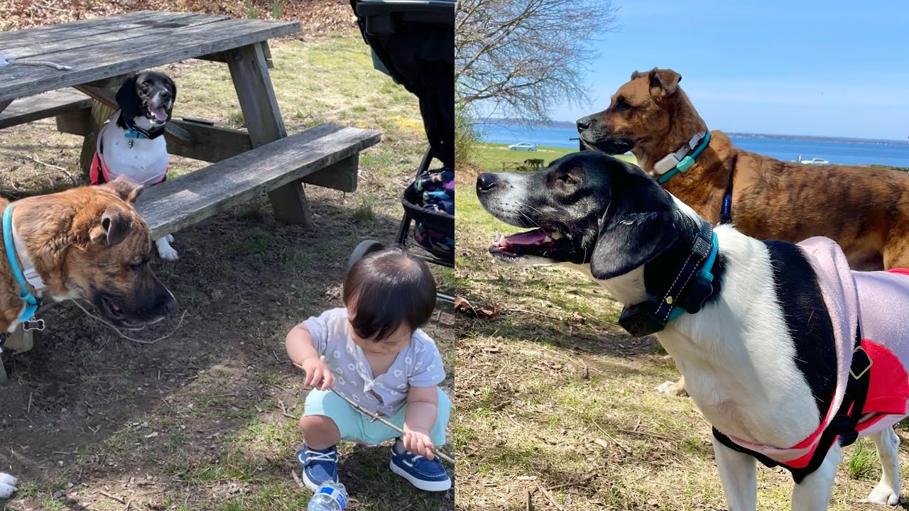 Spring Stroll with dogs! 🐶🐾 - YouTube