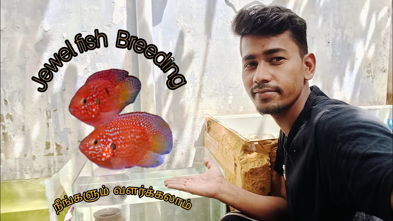 How to jewels fish breeding tank setup/catchy fishing - YouTube