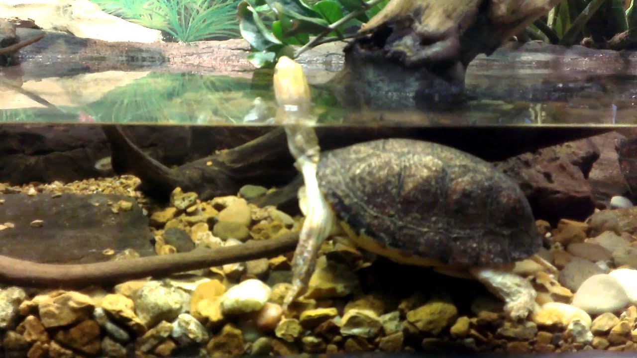 McCord's Box Turtle - YouTube