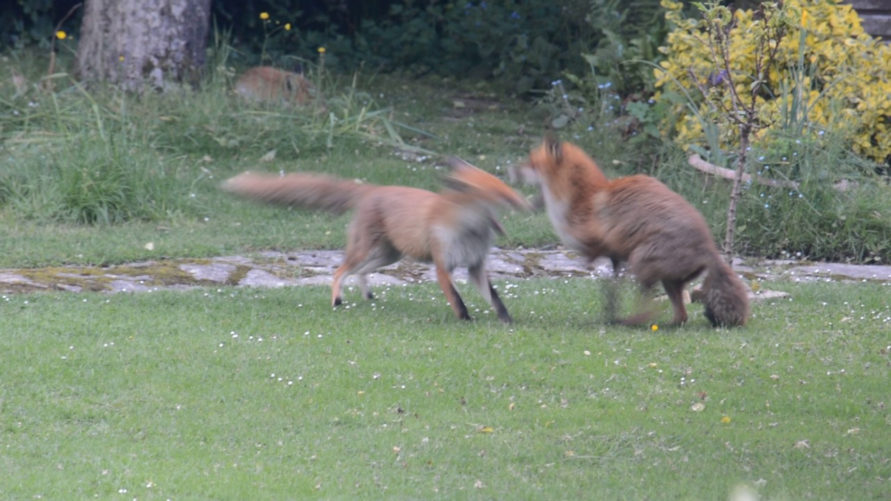 Foxes Play Fighting - YouTube