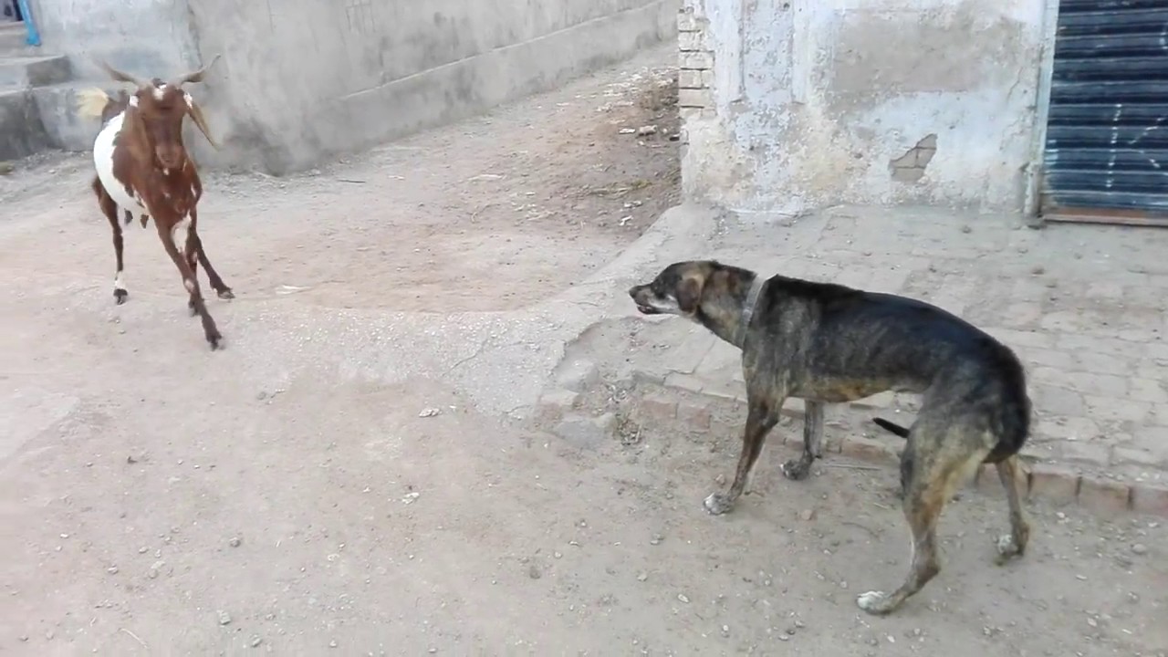 goat vs dog :D - YouTube