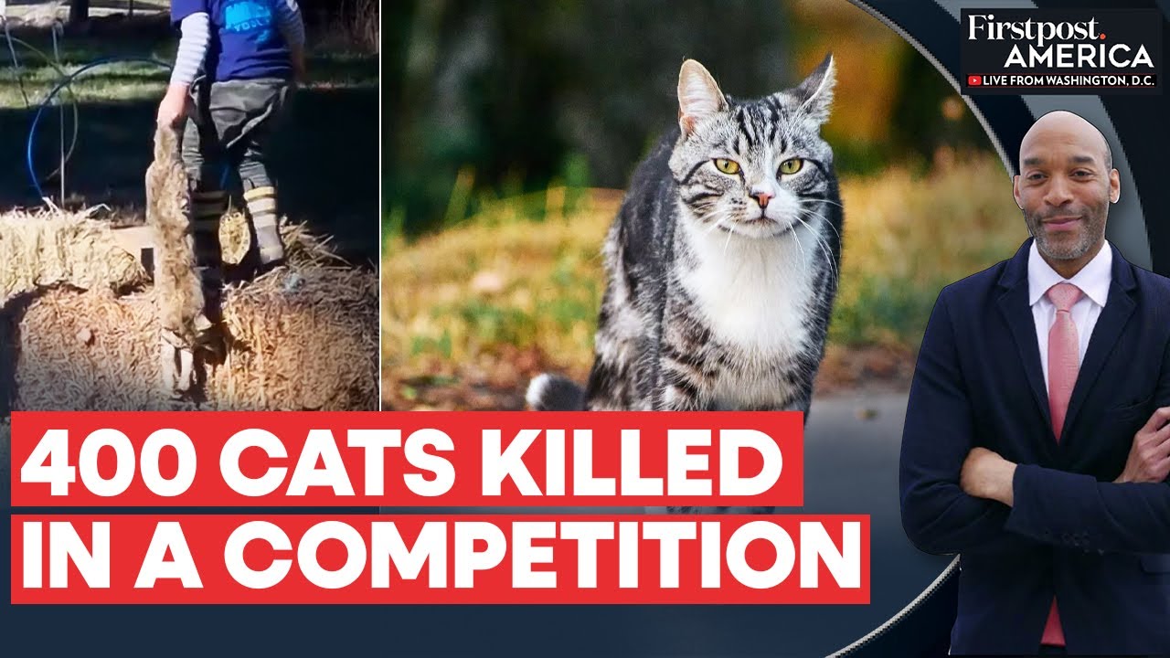 New Zealand Organises Annual Competition To Kill Cats | Firstpost ...