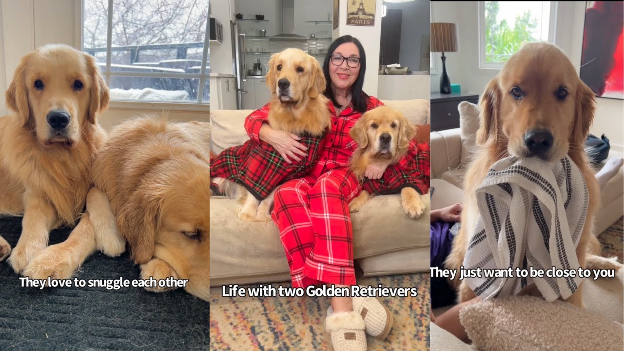 What Life Is Like Wth Two Golden Retrievers - YouTube