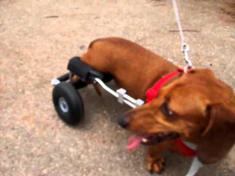 CONTESTANT #4 & 5'S SIBLINGS SNOOPY (in wheelchair) - YouTube