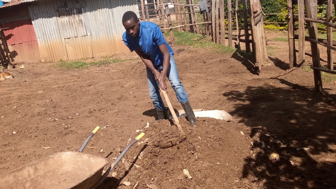 Collecting animal manure for farming || African village life #farming ...