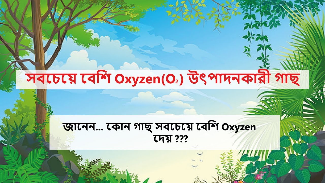 The Trees That Produce The Most Amount Of Oxygen To The Nature - YouTube
