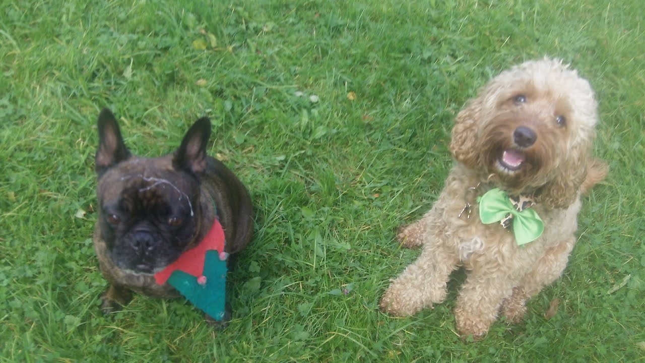 Cooper French Bulldog & Dottie Cavapoo. - YouTube