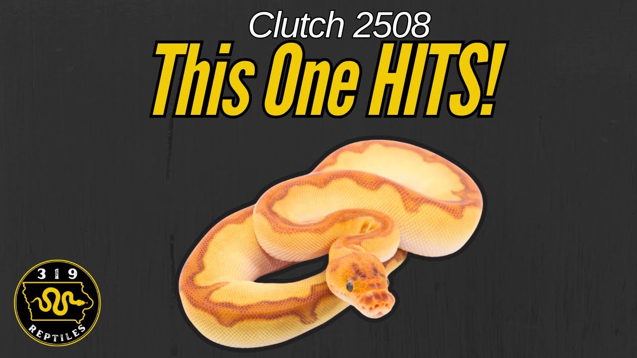 Clutch Reveal 2508 - These Ball Python Morphs Are INSANE - YouTube