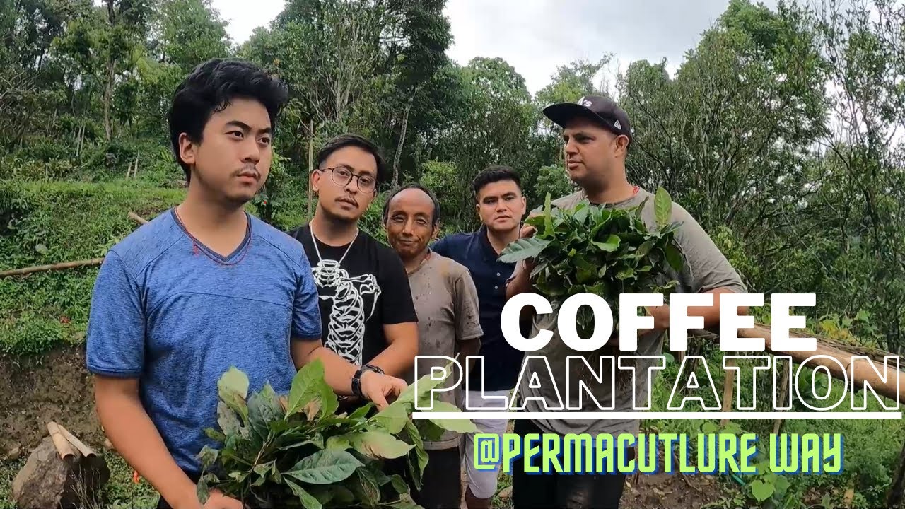 COFFEE PLANTATION MIRIK DARJEELING || CHANDRAGIRI SPECIES || 200 ...