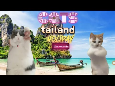 ♡POV CATS COMPILATION♡ Please subscribe - YouTube