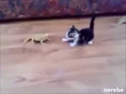 Allah Diyen Kedi 2013