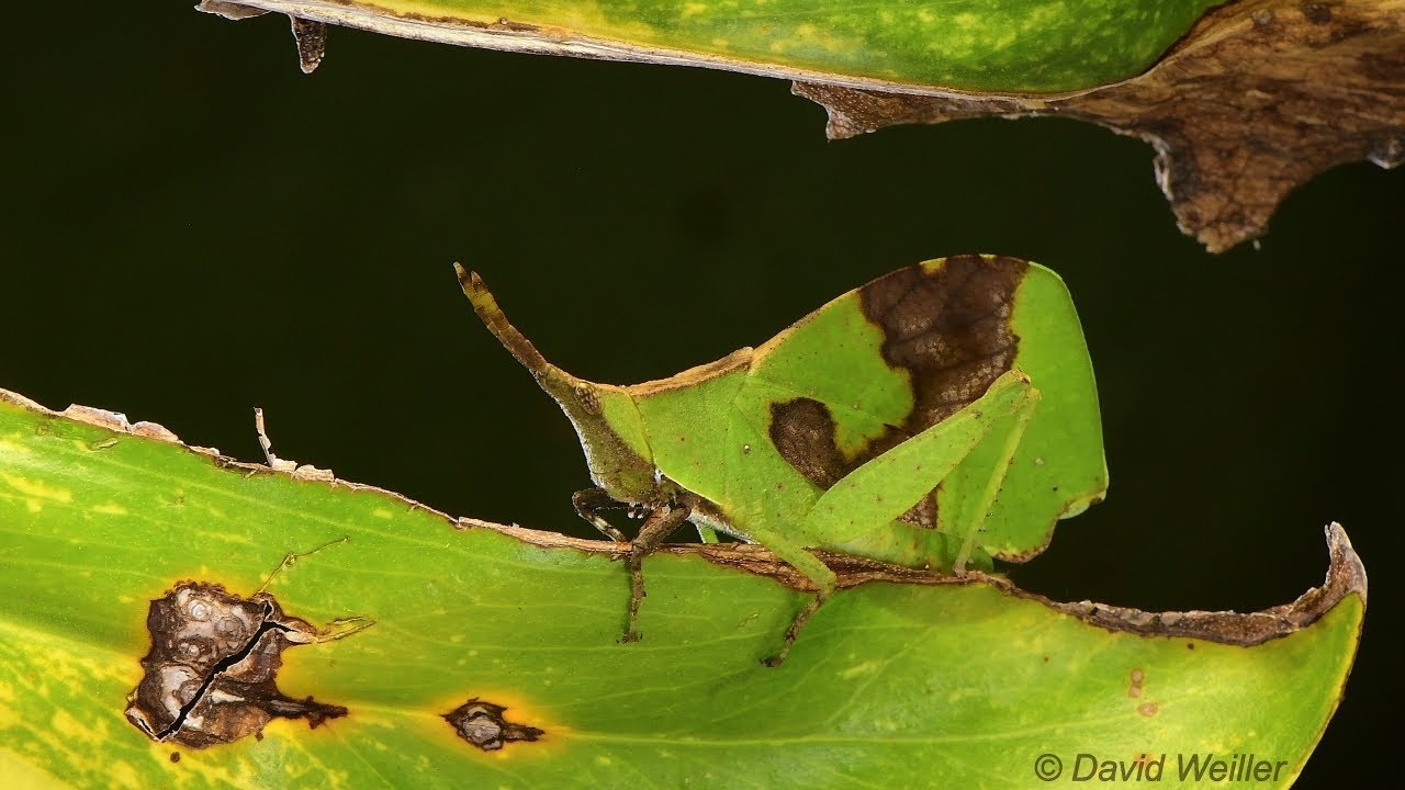 Can You See this Leaf Mimicking Grasshopper? - YouTube