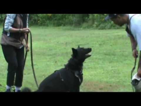 Adina von den Wannaer Hohen