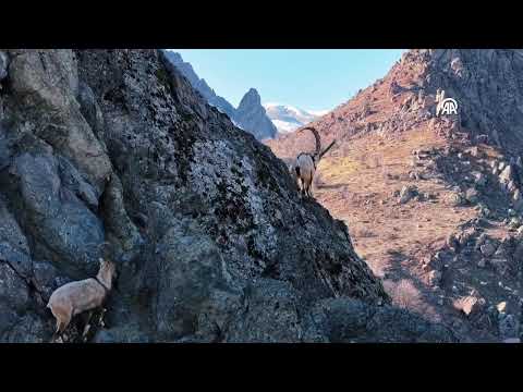 Giresun'da yaban keçisi sürüsü dronla görüntülendi