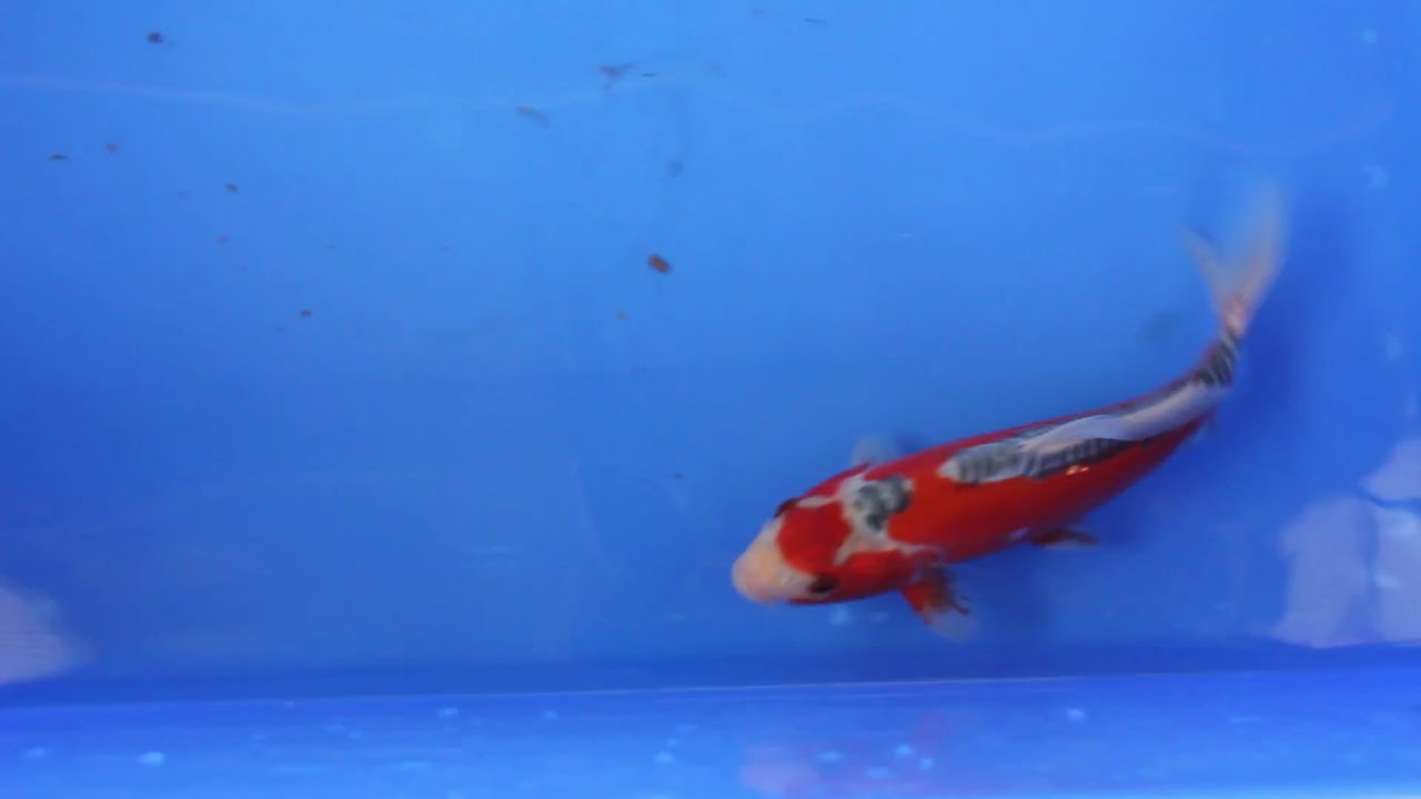 Van Keulen Maruten shusui 23 cm (201905302) - YouTube