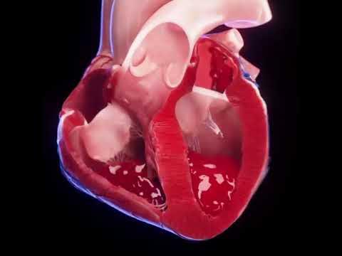 Heart in Motion: Animated Visualization of the Human Cardiovascular ...