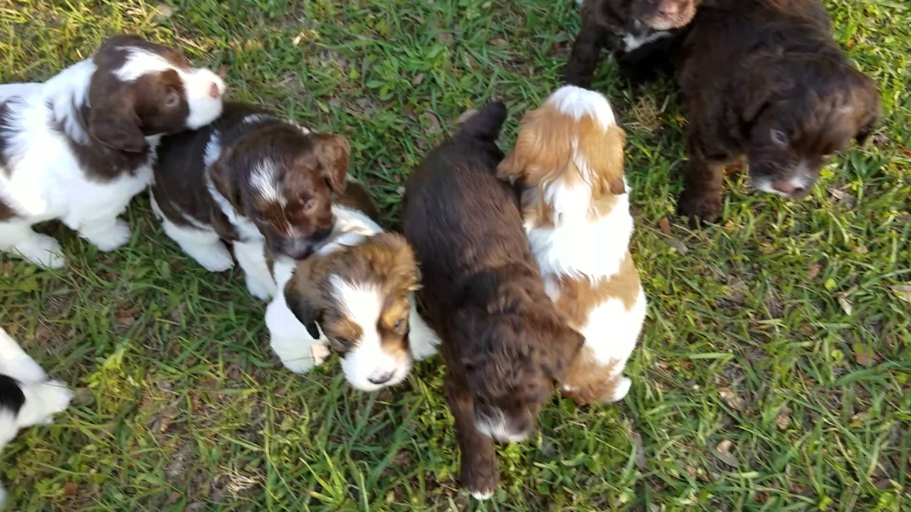 Mini springerdoodle puppies - YouTube