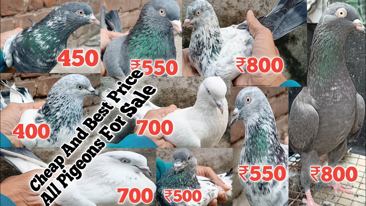 Cheap And Best Price All Pigeons For Sale #pigeon #highflyer - YouTube