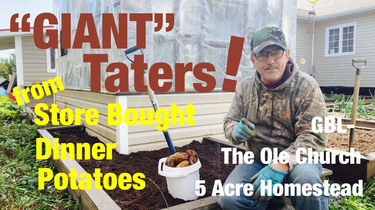 Giant Taters from Store Bought Potatoes #growingpotatoes #potato # ...