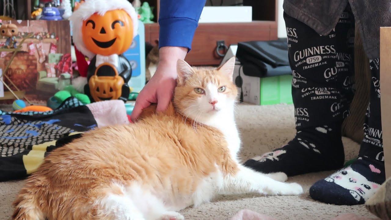 Cat Takes In Dad's Love - YouTube