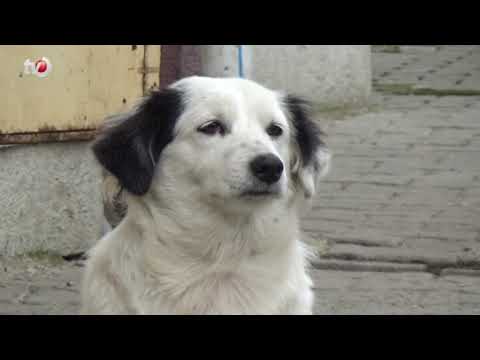 Yavrusu Çalınan Anne Köpek Dünyaya Küstü