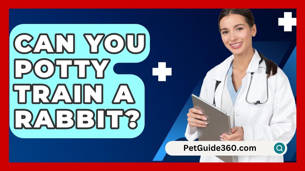 Can You Potty Train a Rabbit? - PetGuide360.com - YouTube