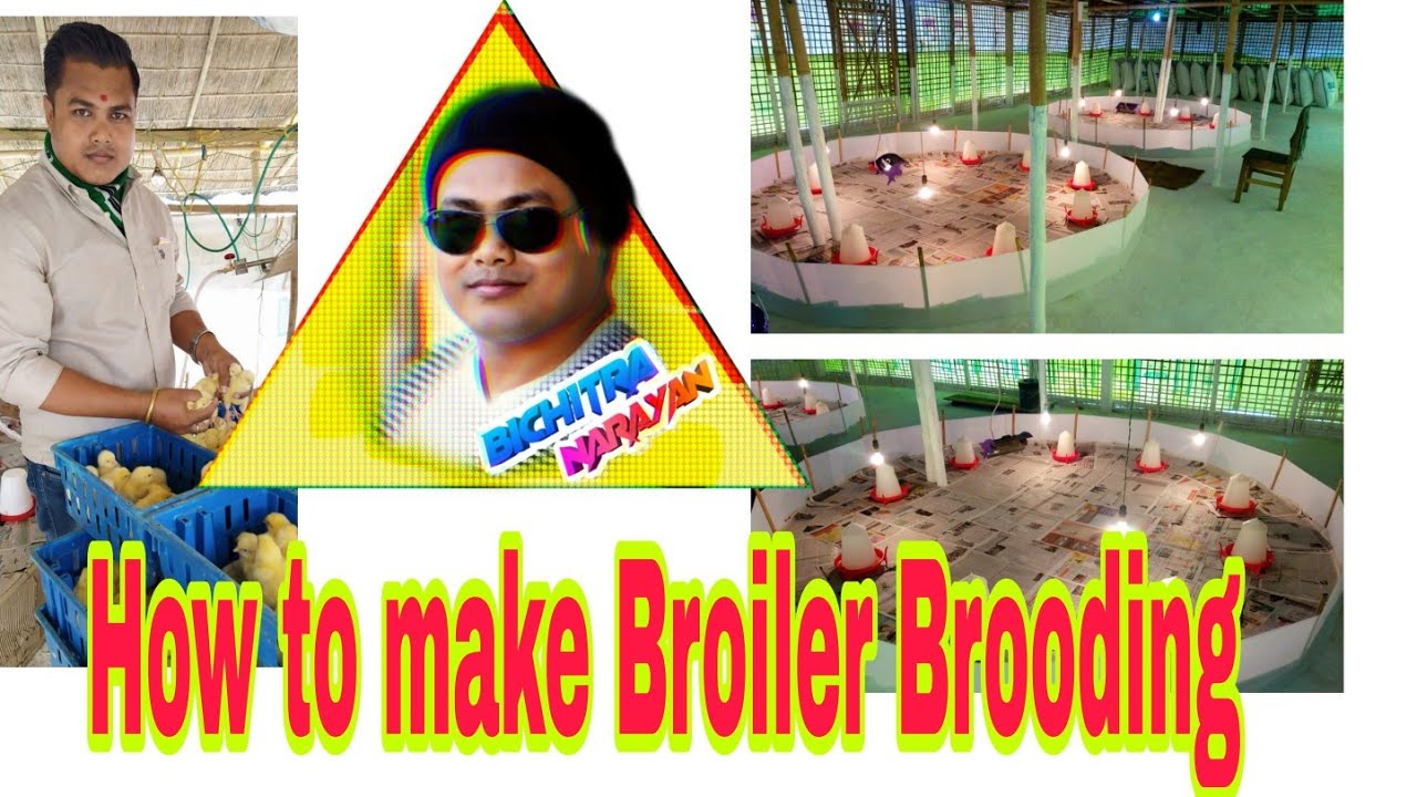 How to make Broiler Brooding II Brooding Management - YouTube